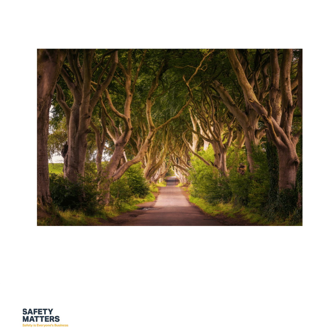 National Tree Week Ireland March 19th to 26th 2023 - Safety Matters